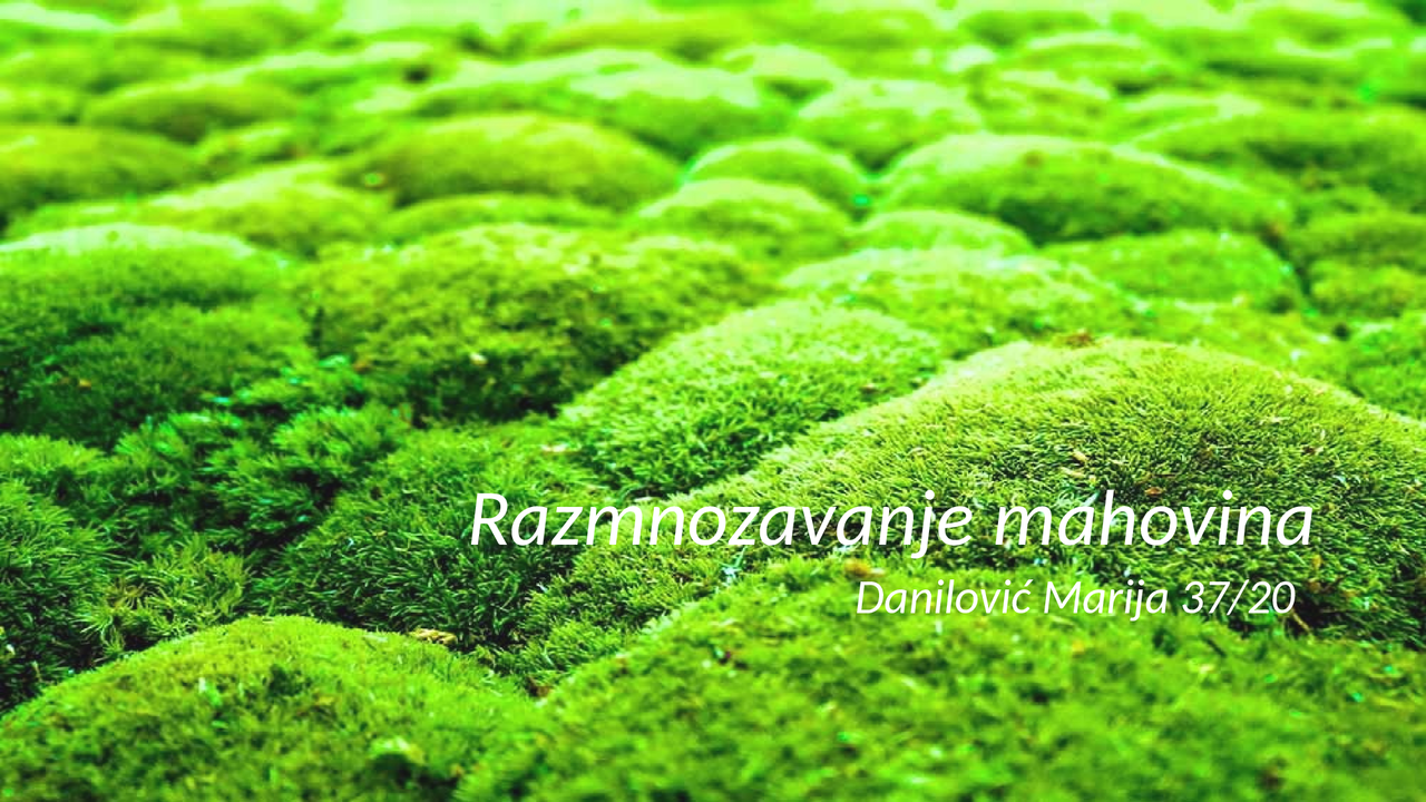 Razmnozavanje mahovina, smjena generacija | Slajdovi' predlog Anatomija ...