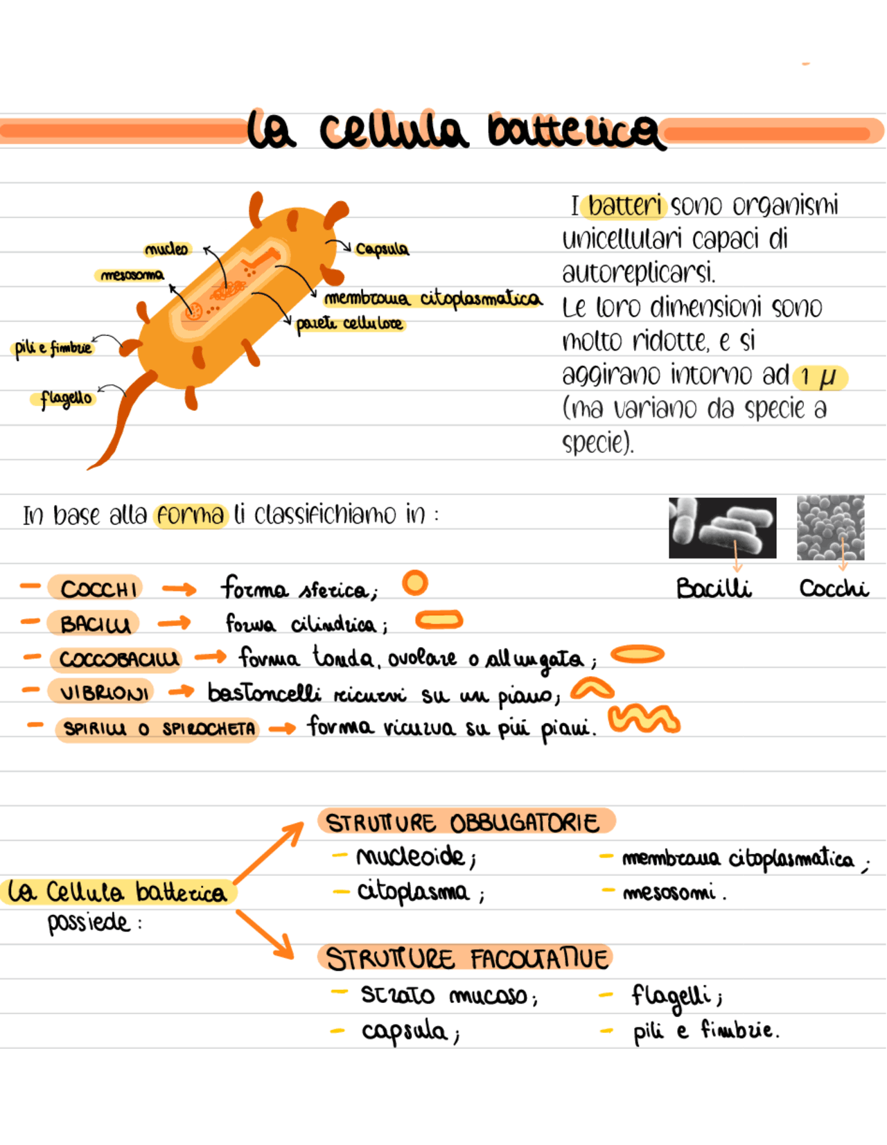 I batteri (forma e componenti) - Docsity