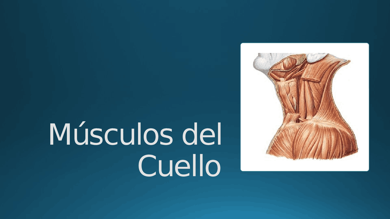Músculos Del Cuello Clasificación Diapositivas De Anatomía Docsity