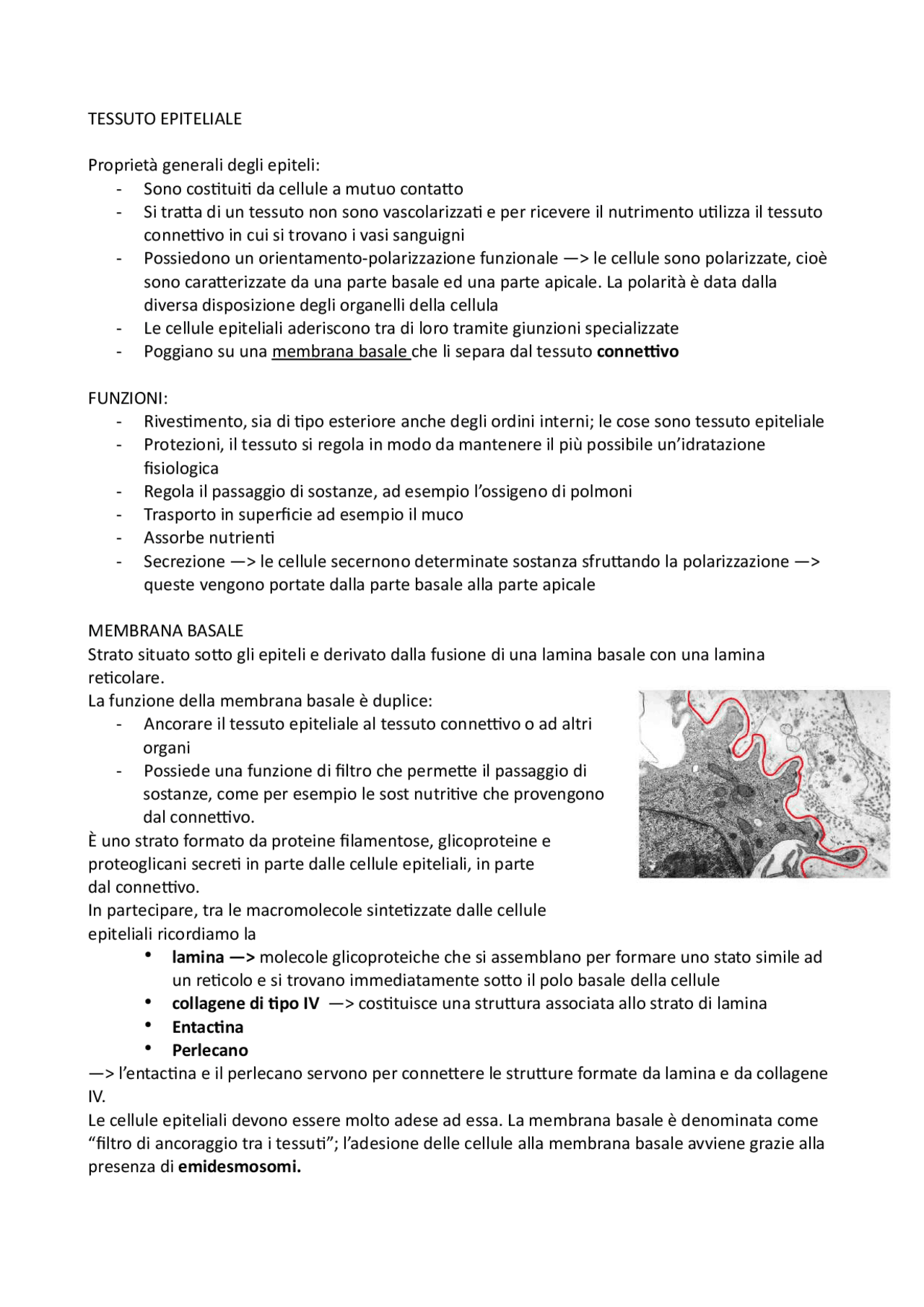 Appunti Integrati Di Anatomia Docsity