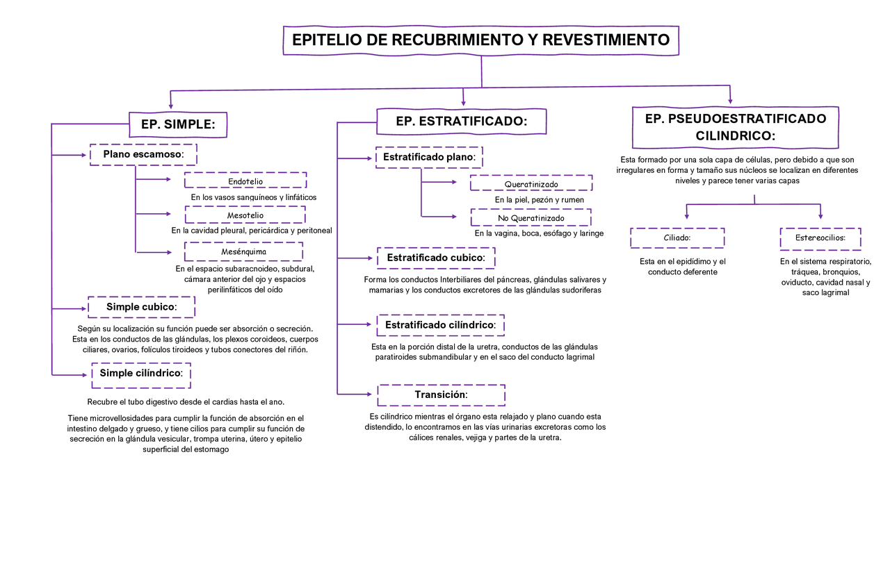 Epitelios De Revestimiento Y Glandulares Docsity