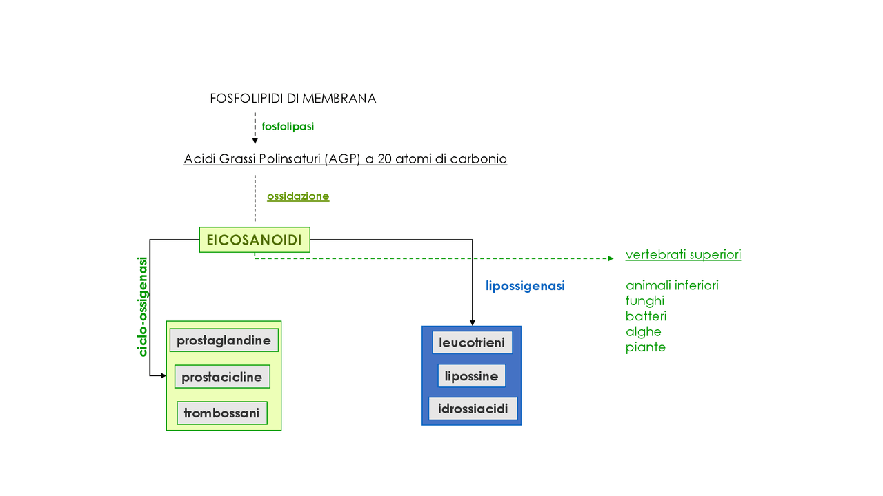 Sintesi dell'acetato - Docsity