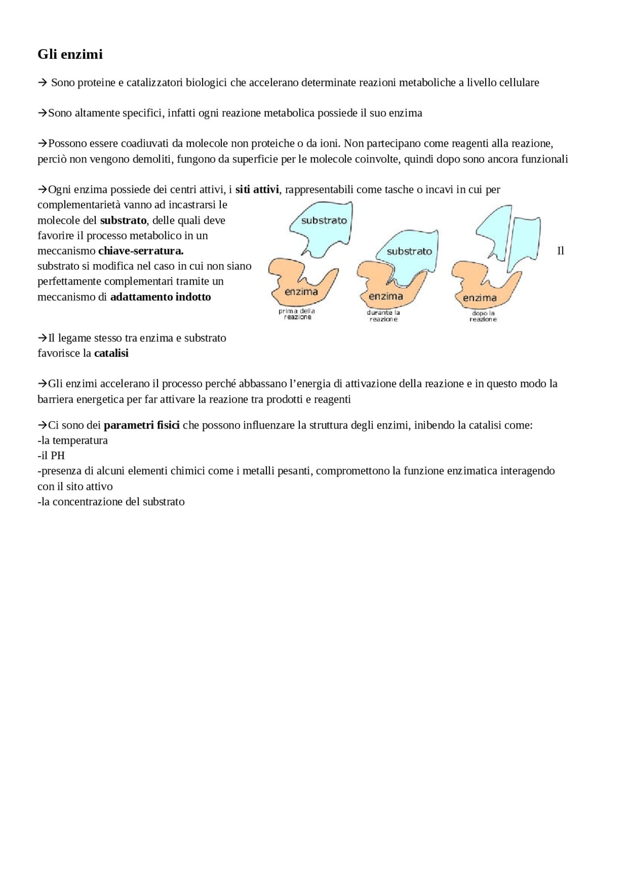 Gli Enzimi Proteici Docsity