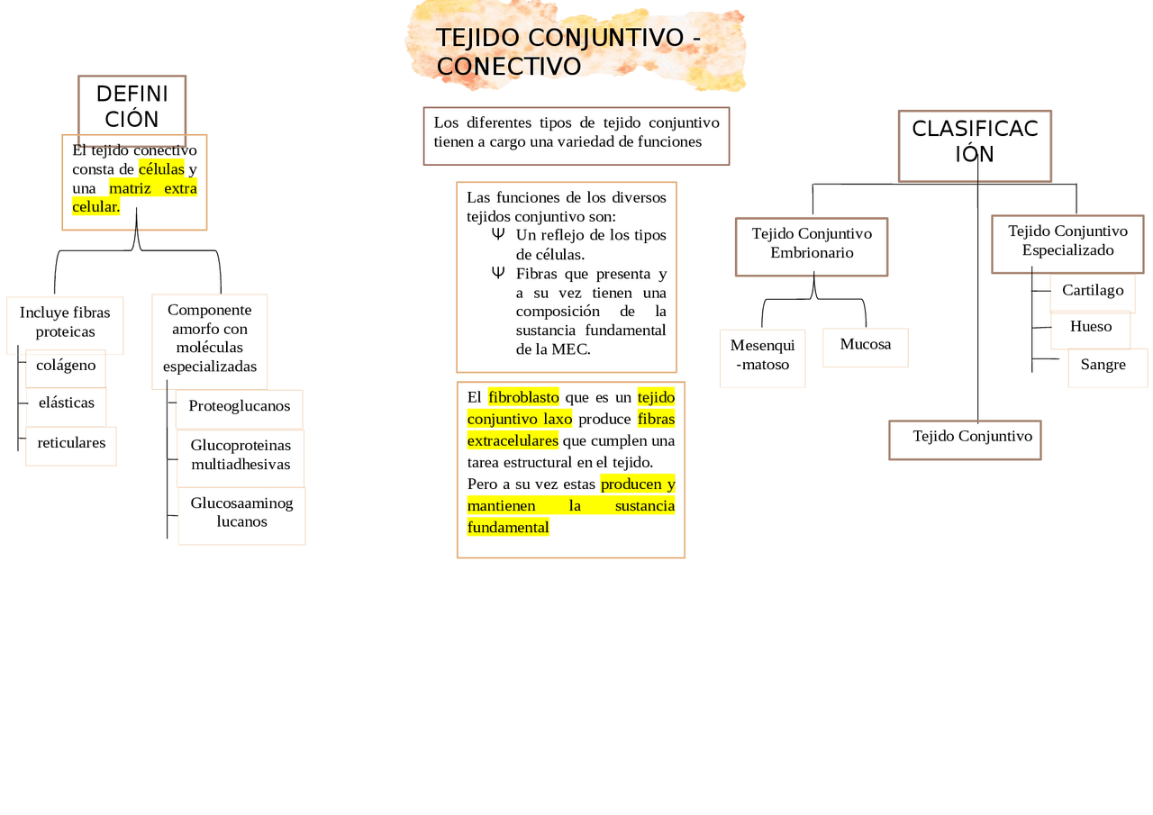 Tejido Conectivo Histología Docsity