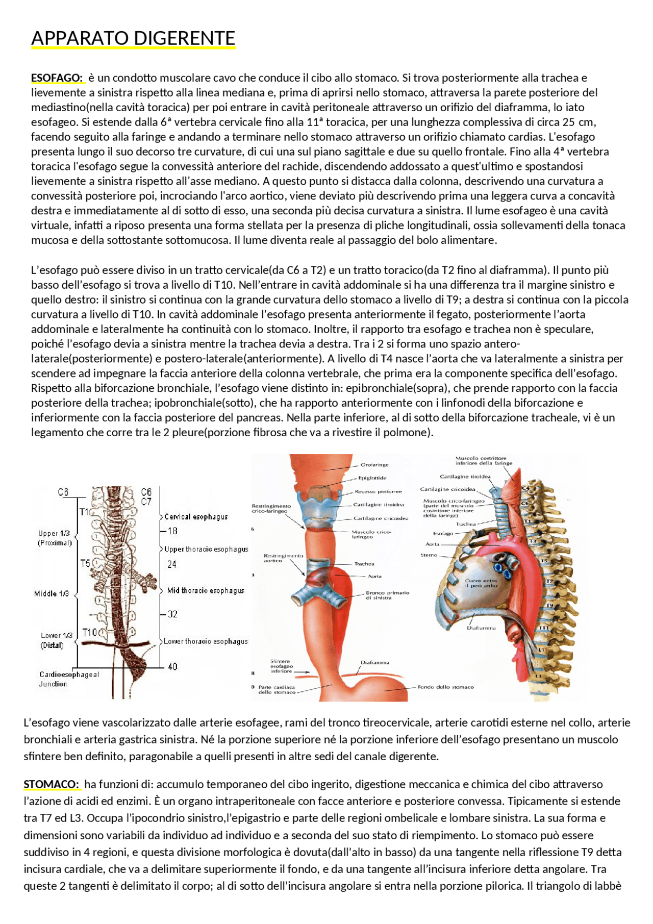 Anatomia dell'Esofago, Stomaco, Pancreas e Fegato | Appunti di Biologia ...