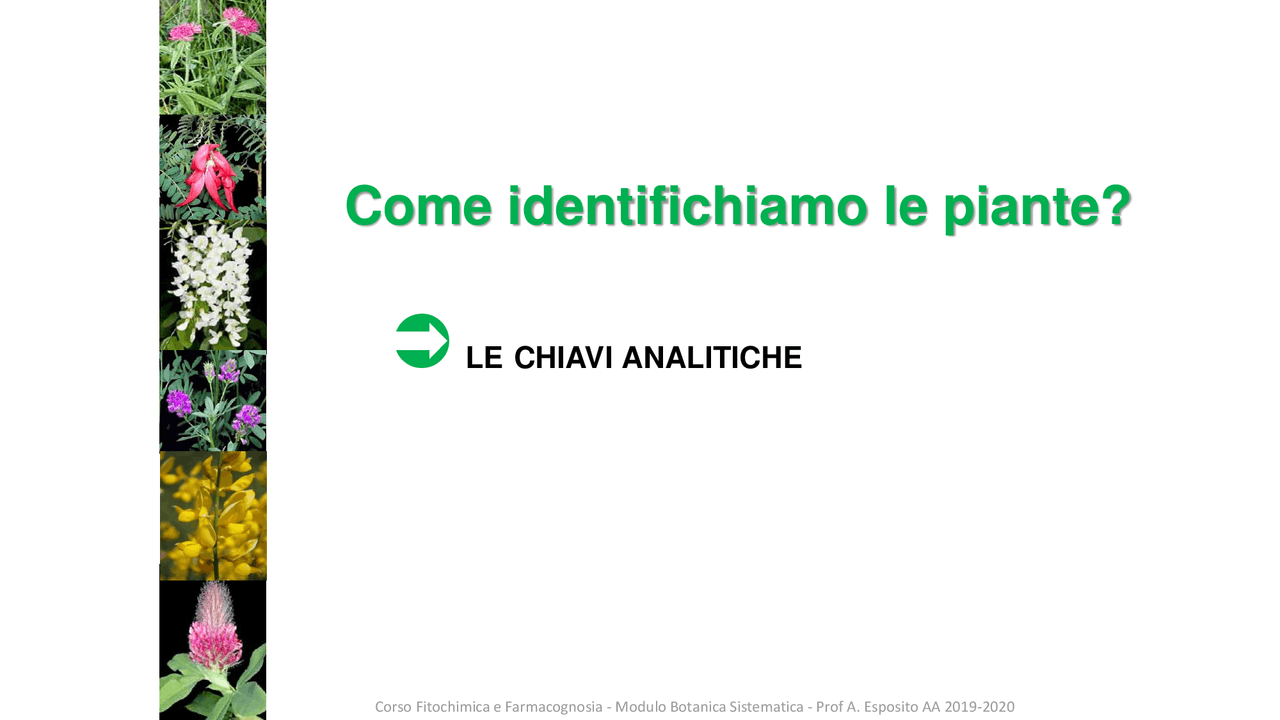 Slide Classificazione Piante Docsity
