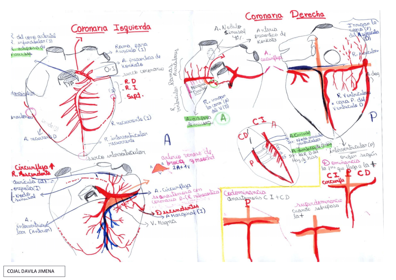 IRRIGACION DEL CORAZÓN - Docsity