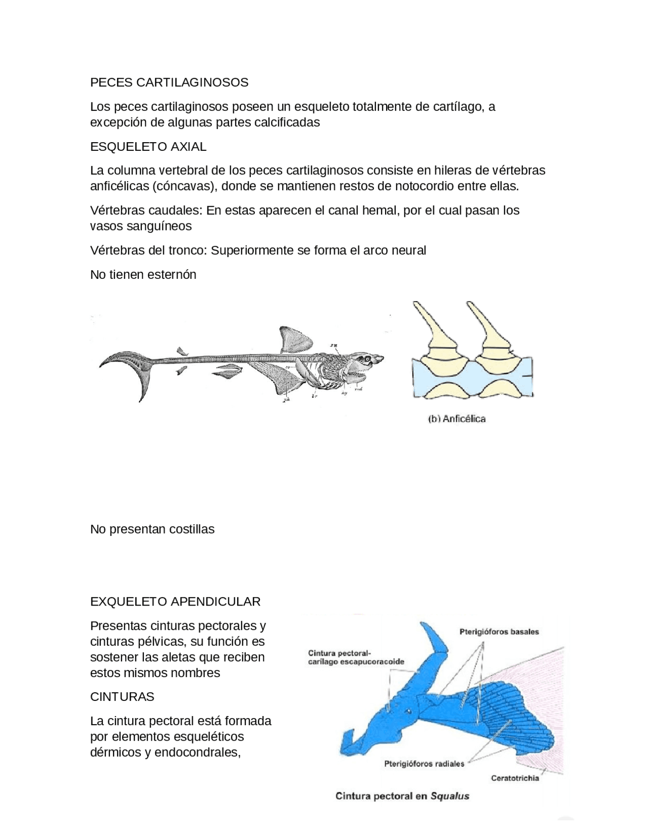 Esqueleto de los peces cartilaginosos - Docsity