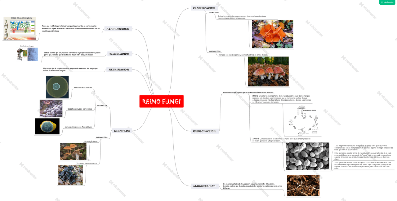 Diagrama De Fungos Reino