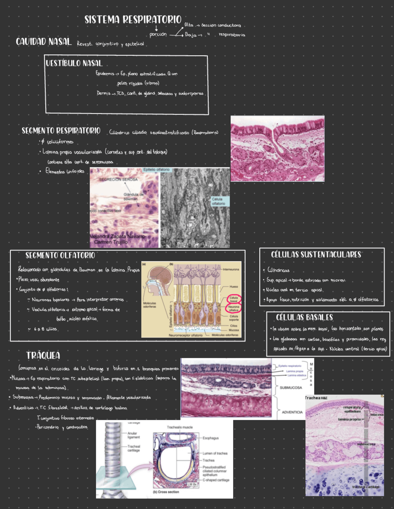 Histología Del Sistema Respiratorio Docsity