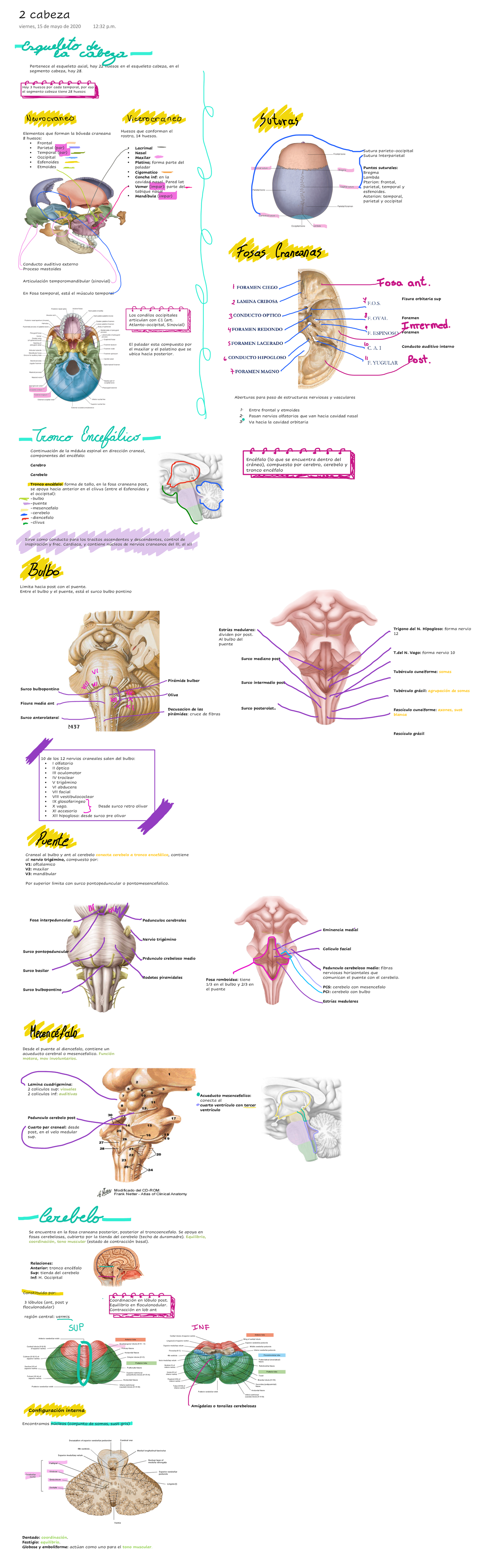 Anatomía de la cabeza - Docsity