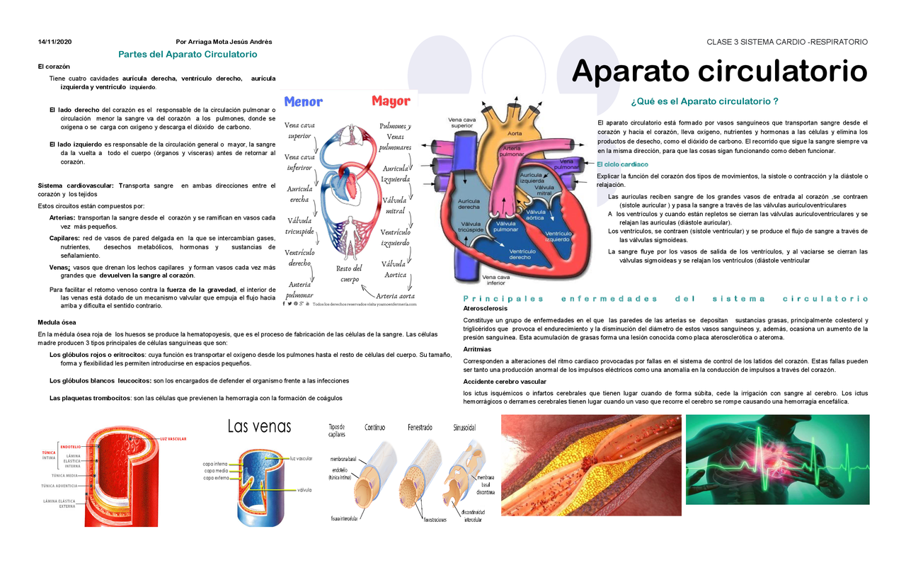 Infografía del sistema circulatorio y sistema respiratorio | Esquemas y ...