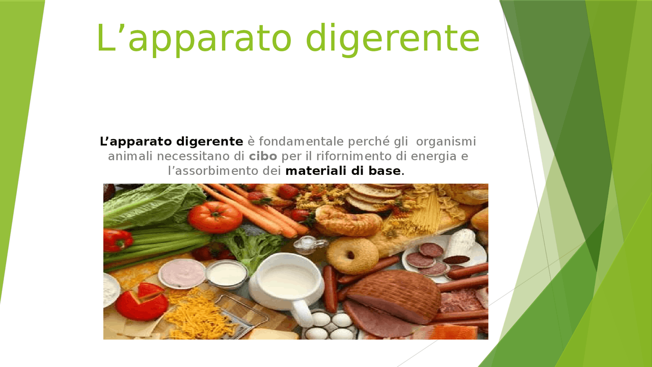 Apparato Digerente Slide Docsity