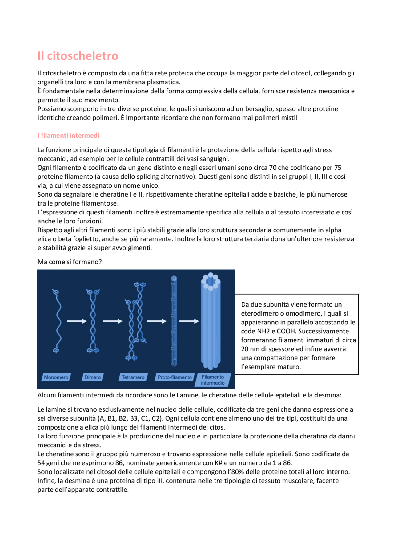 Il Citoscheletro Cellulare Docsity