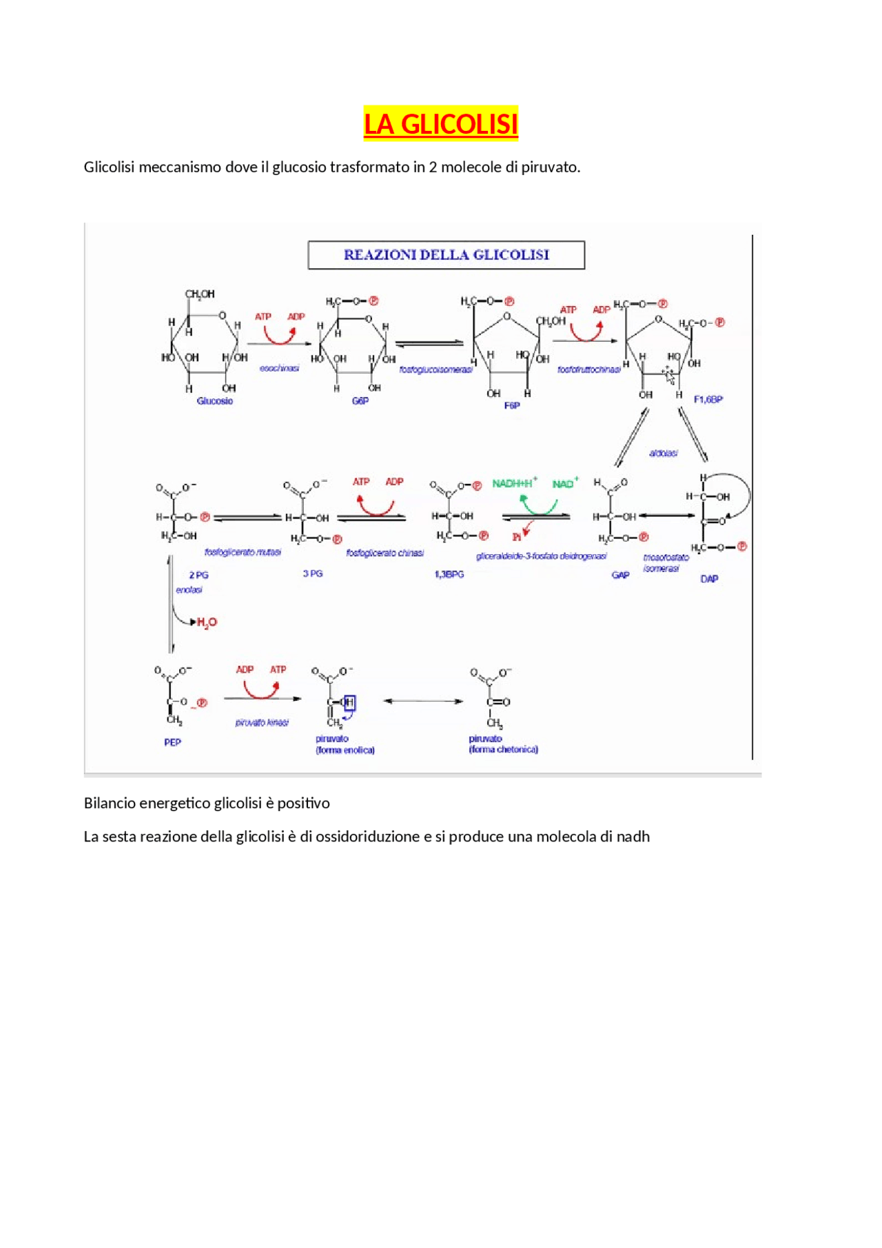 Biochimica base-la glicolisi - Docsity