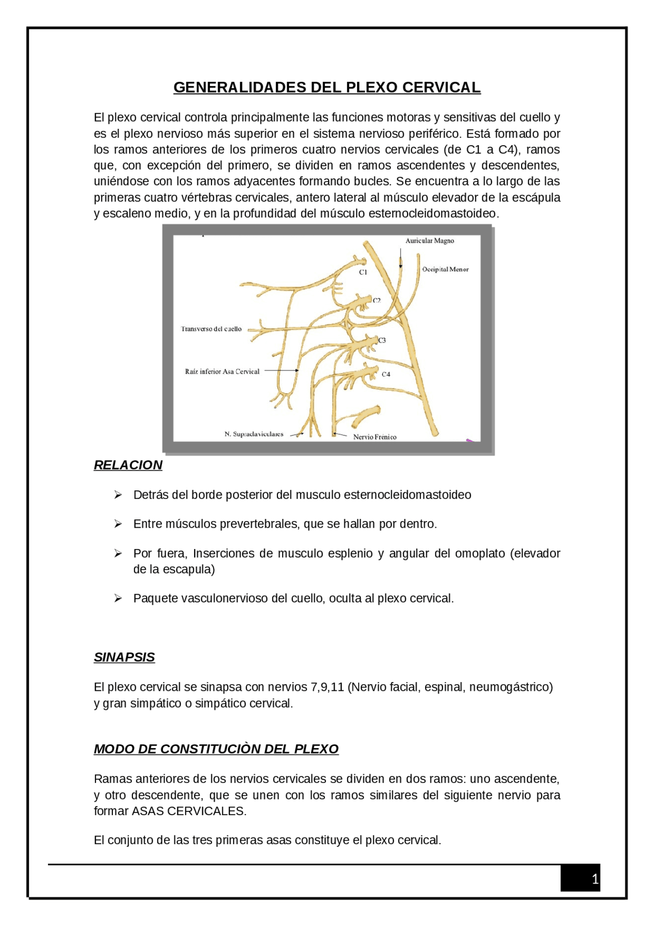 Plexo cervical humano - Docsity