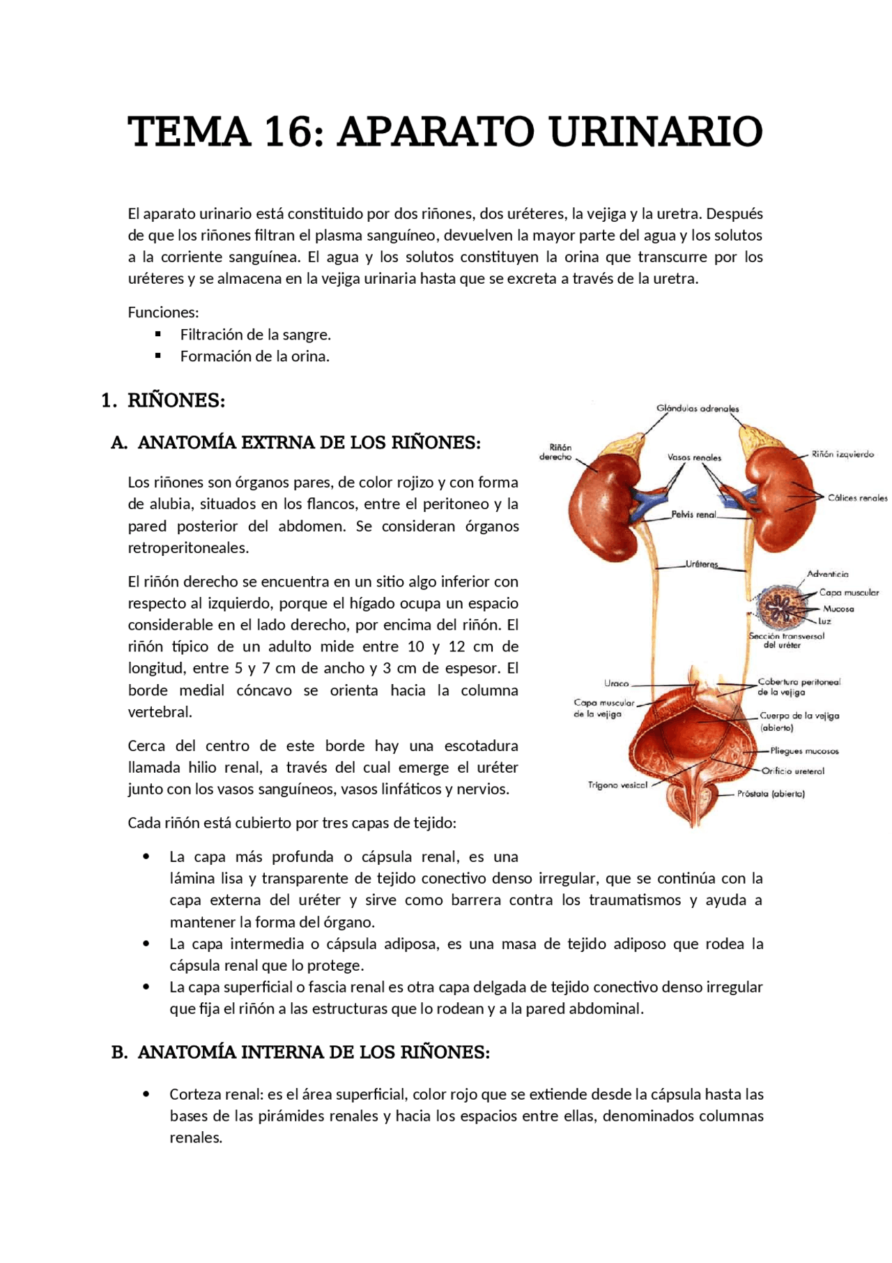 Apuntes Aparato Urinario Docsity