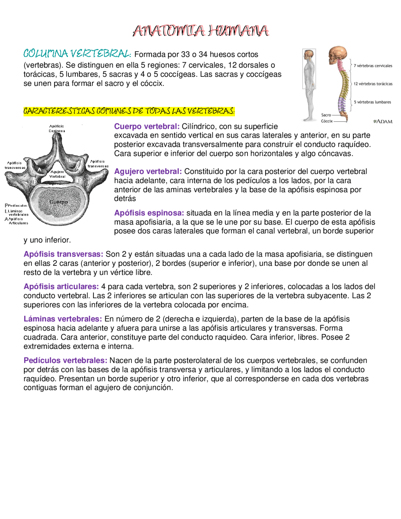 Huesos Y Músculos Del Cuerpo Humano Resúmenes De Anatomía Docsity