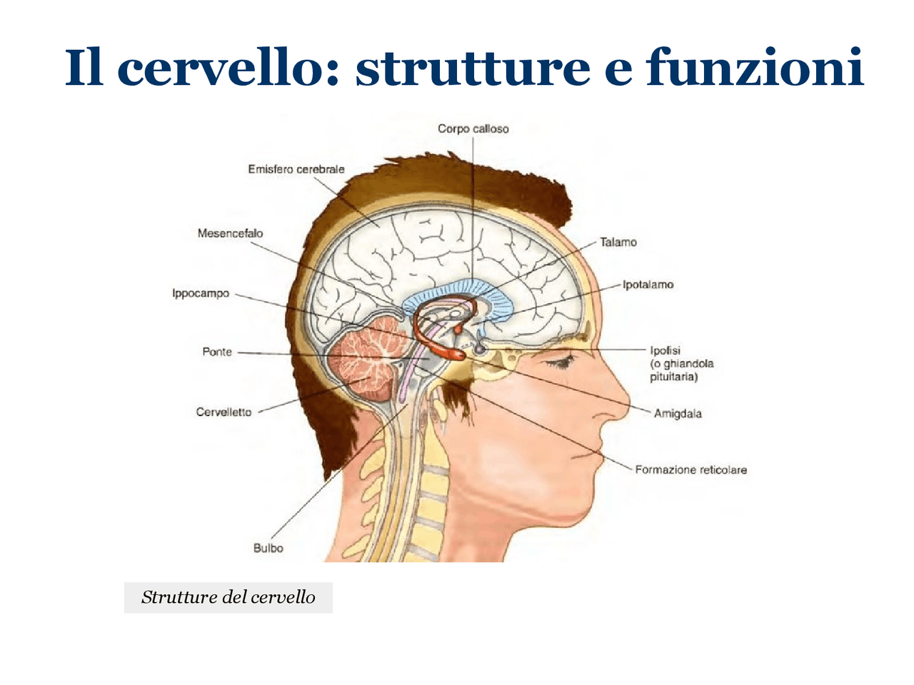 Il cervello strutture e funzioni - Docsity