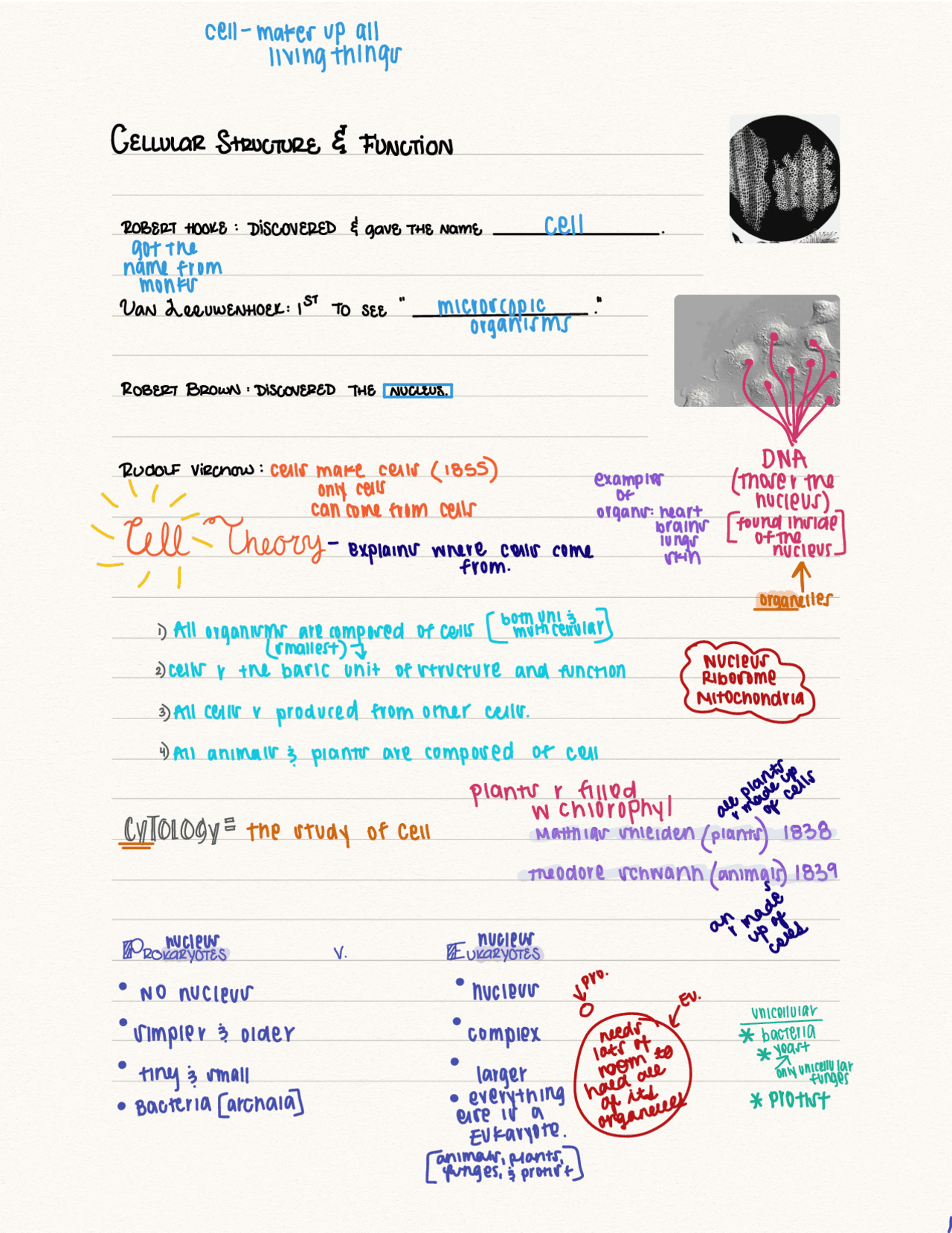 Chapter Seven Cell Notes Docsity