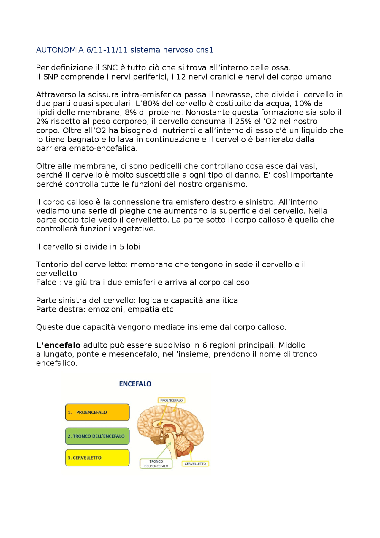 Riassunto Sistema Nervoso Centrale Docsity