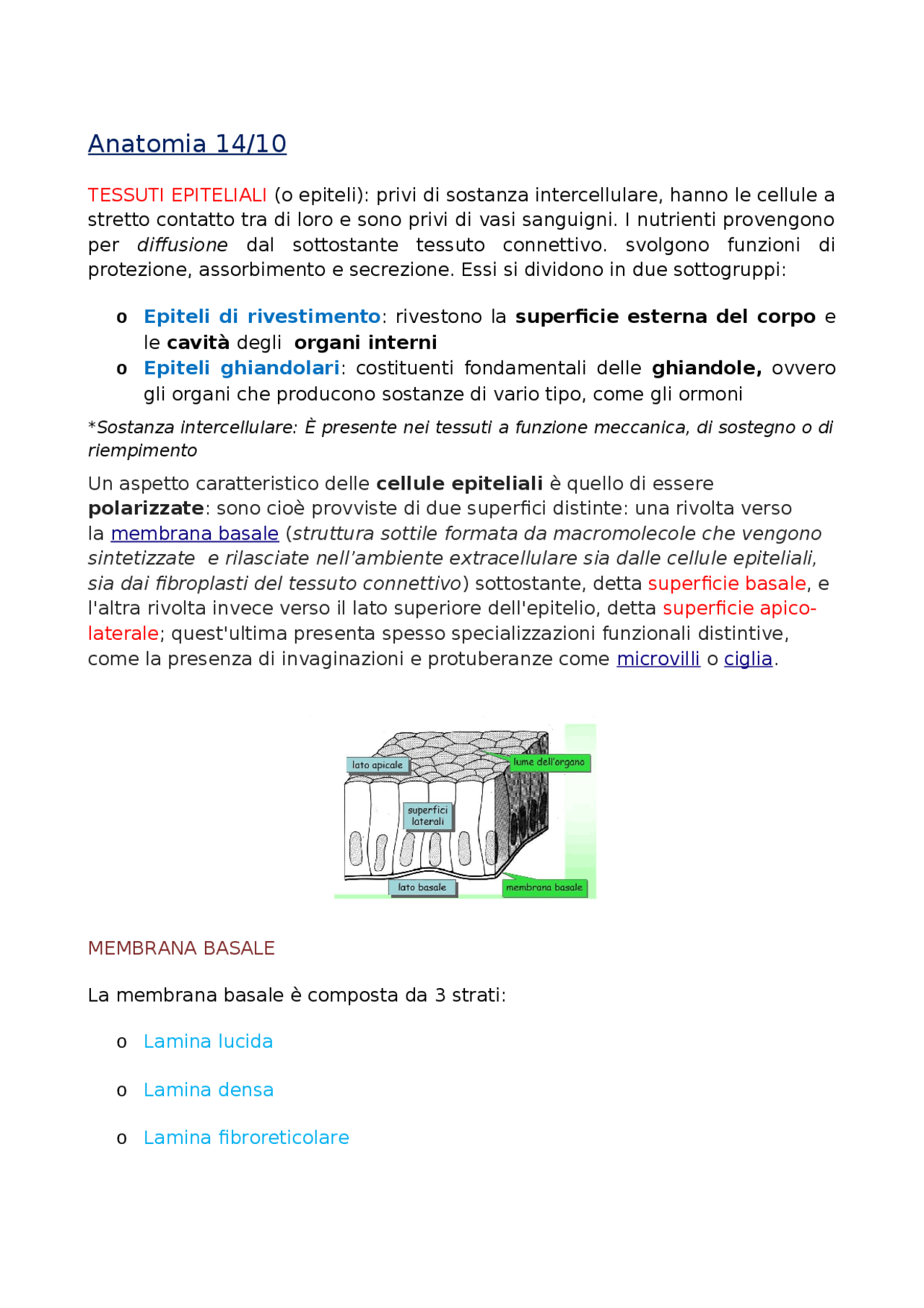 Epiteliale Riassunto Breve Docsity