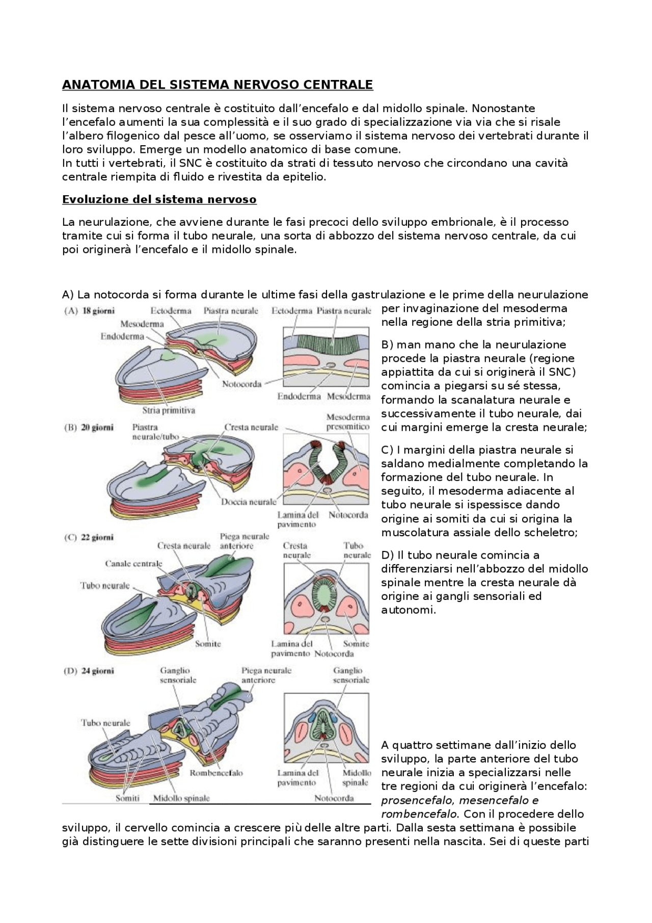 Sistema nervoso centrale e vie efferenti - Docsity