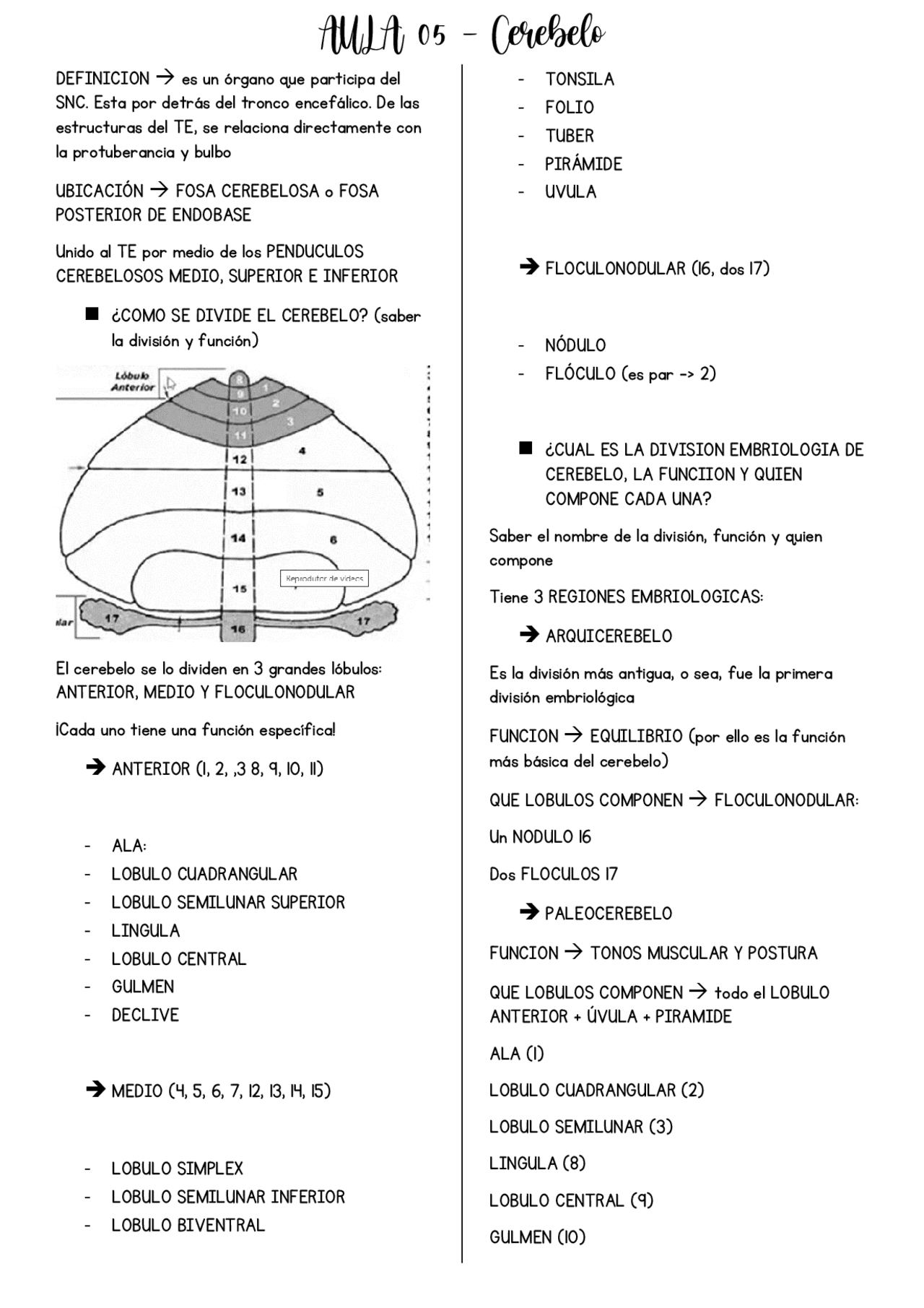 Cerebelo Neuroanatomia Docsity