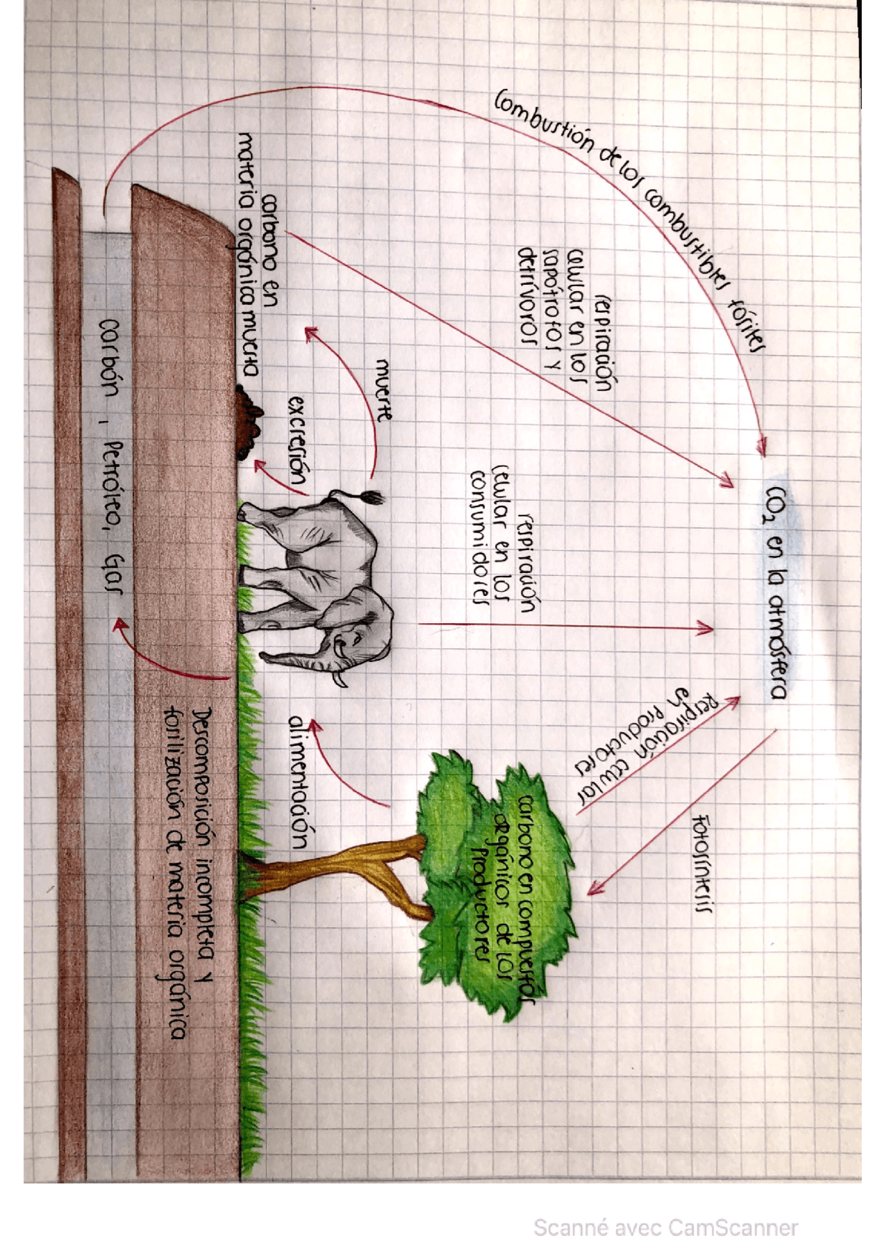 Ciclo del carbono pdf | Exercises Biology | Docsity