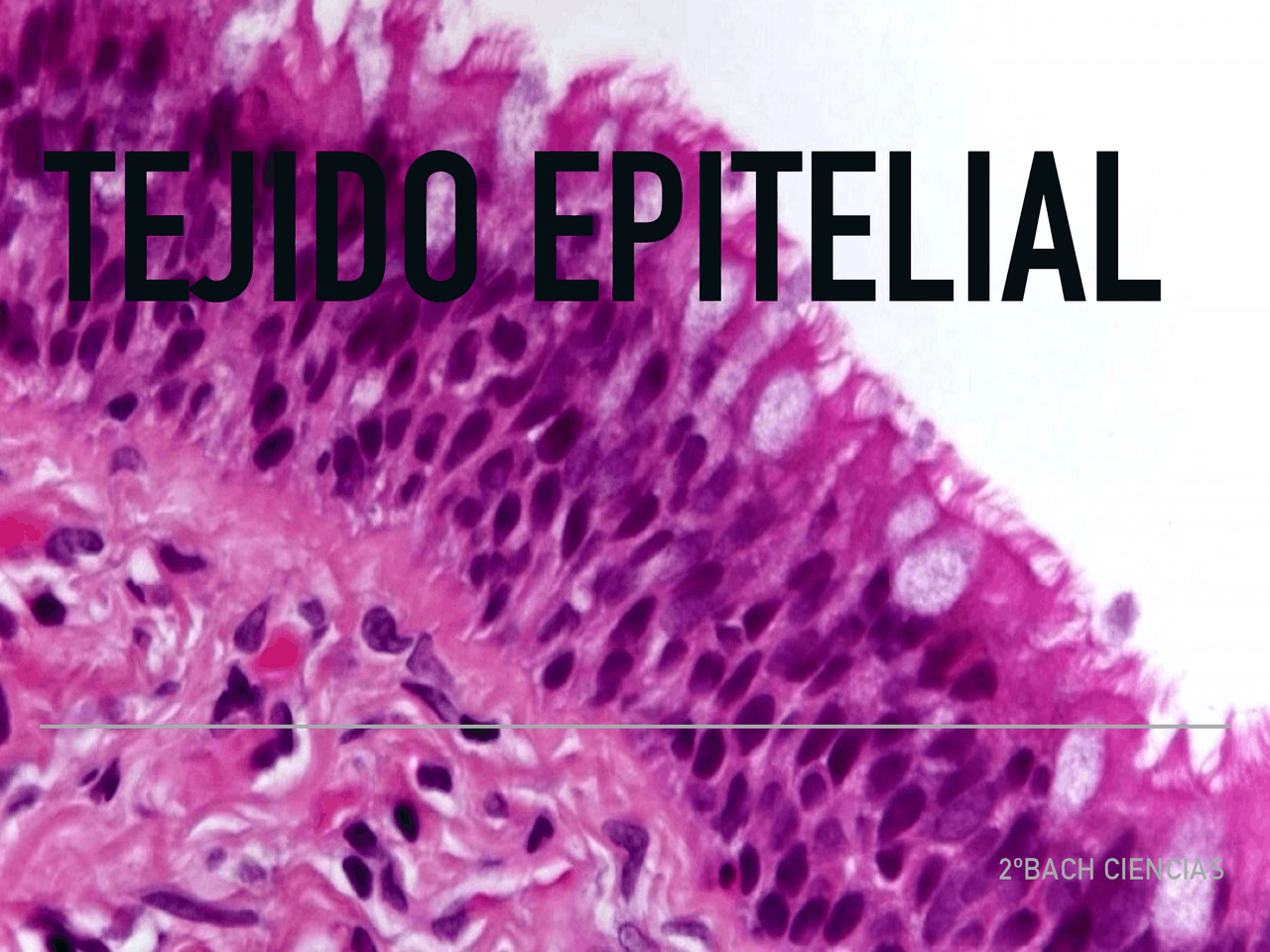 Tejido Epitelial Diapositivas Docsity