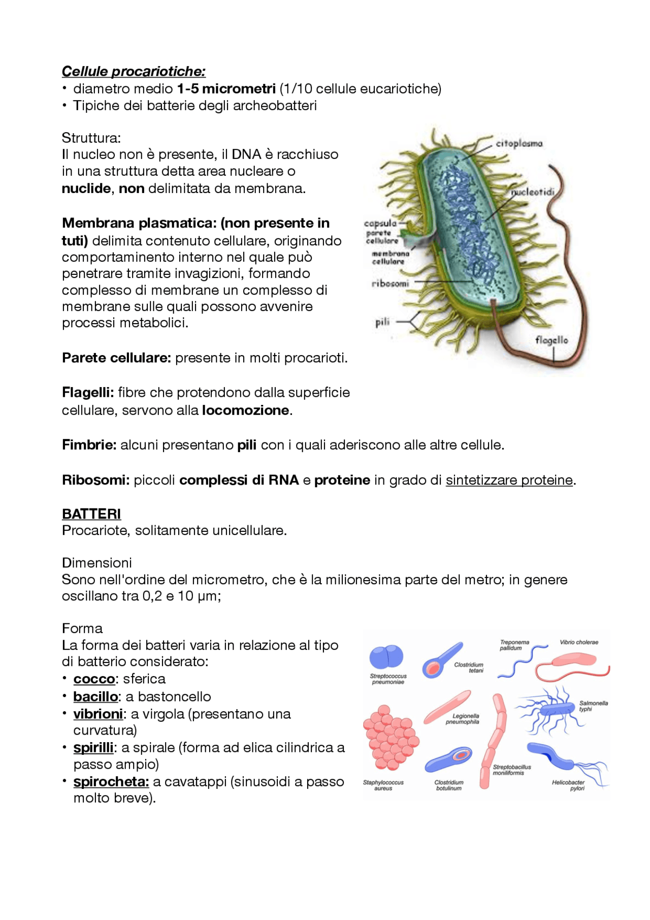 Riassunto Schematico Della Cellule Docsity