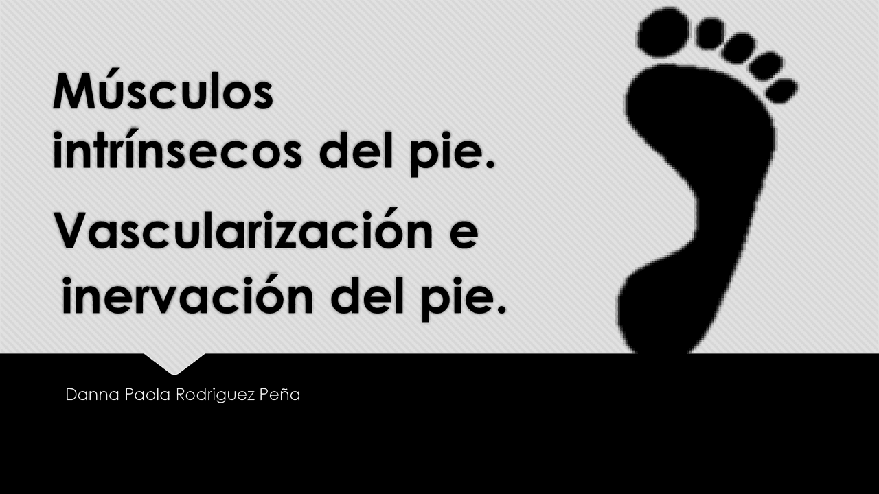 Exposición del pie, inervación, vascularización y músculos | Apuntes de ...
