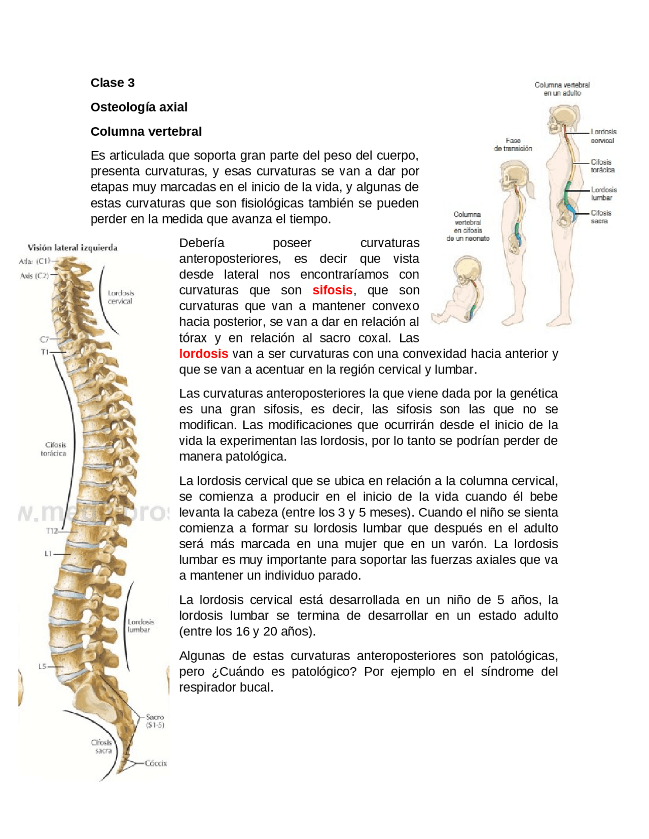 Anatomía Y Accidentes Oseos Apuntes De Anatomía Docsity