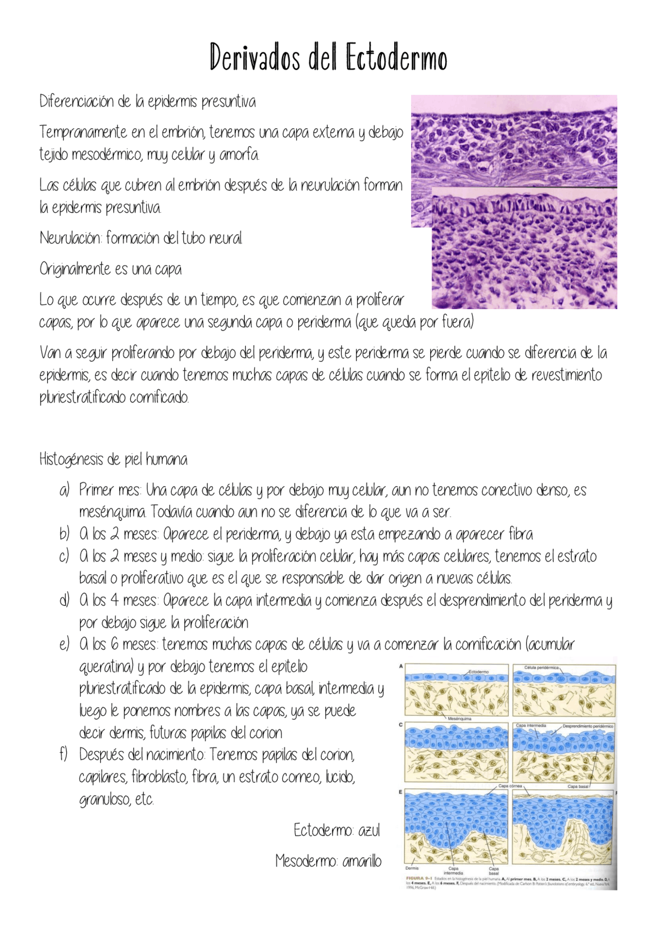 Derivados del ectodermo | Apuntes de Histología Animal | Docsity