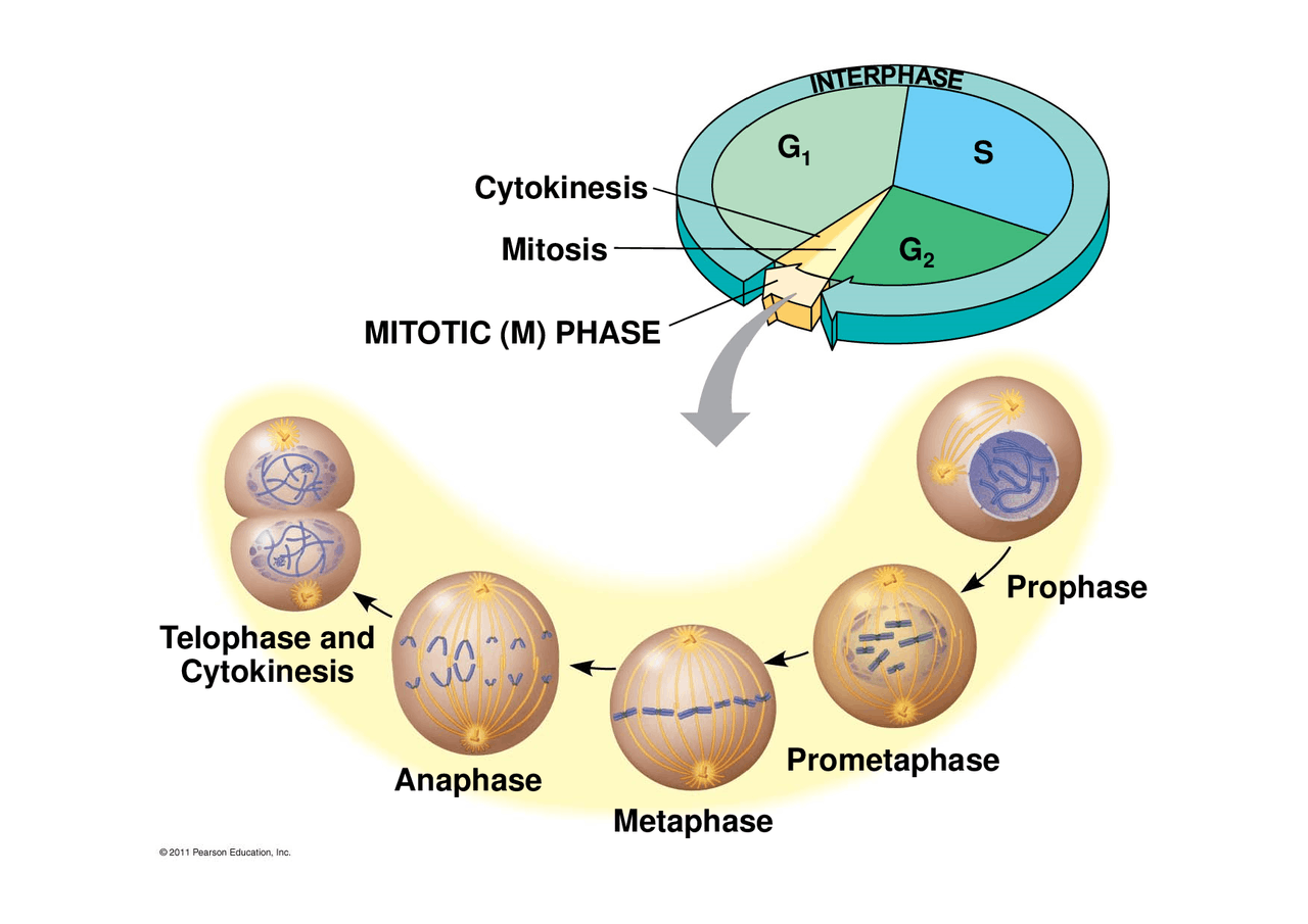 Biologia celular y tisular - Docsity