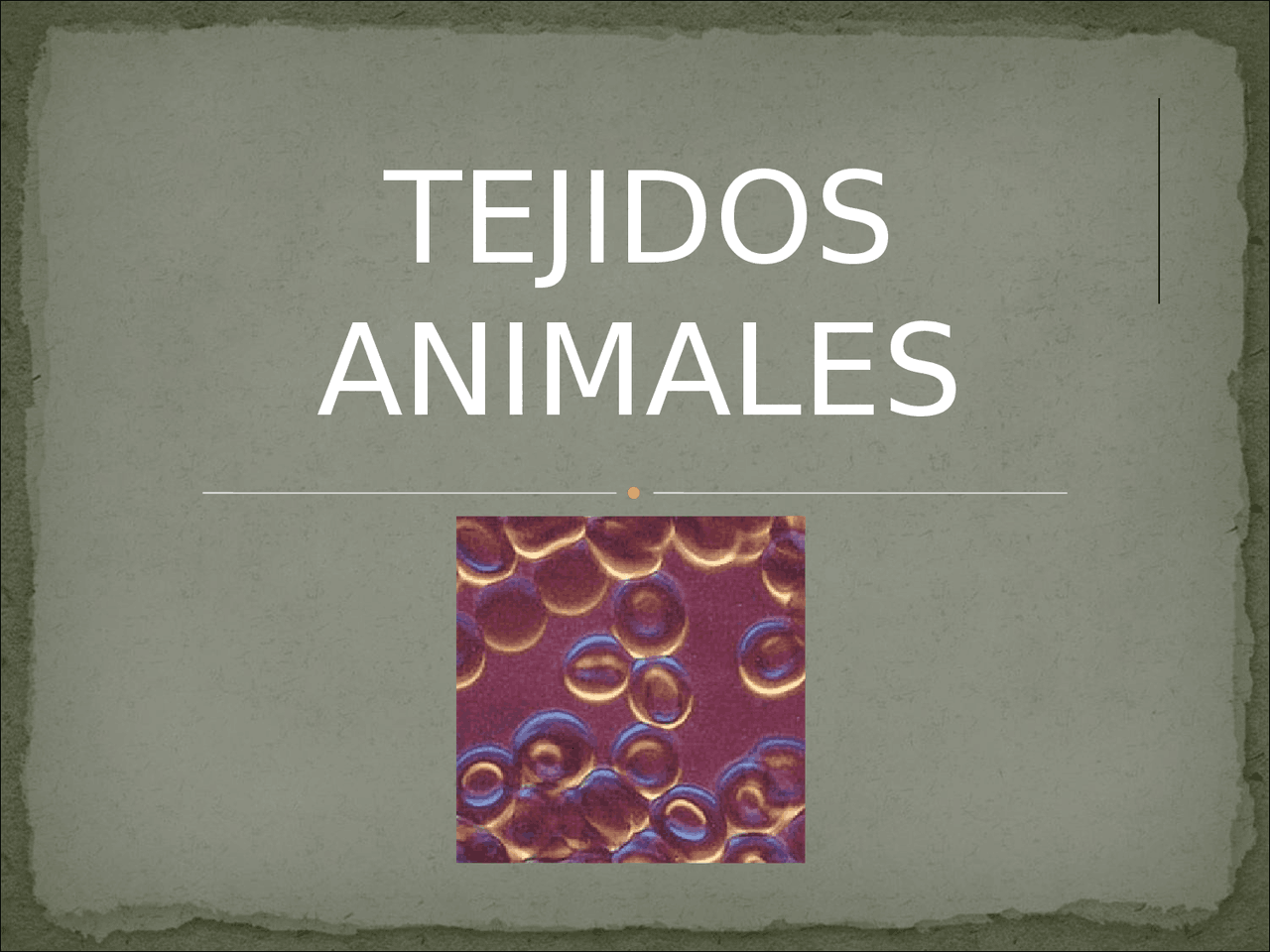 Tejidos animales , su explicación y desarrollo tejido a tejido - Docsity