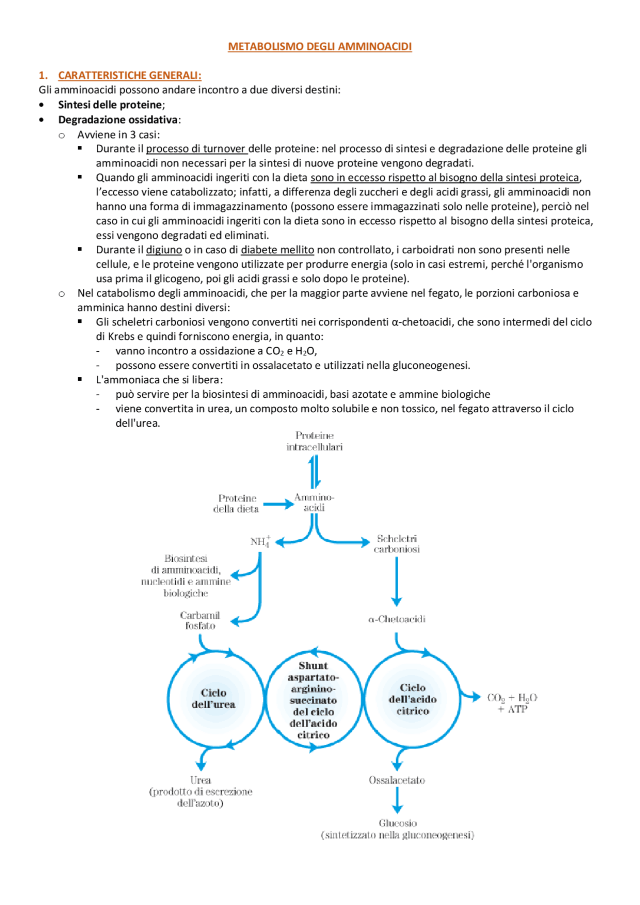 Biochimica File 4 Di 9 Metabolismo Degli Amminoacidi Docsity