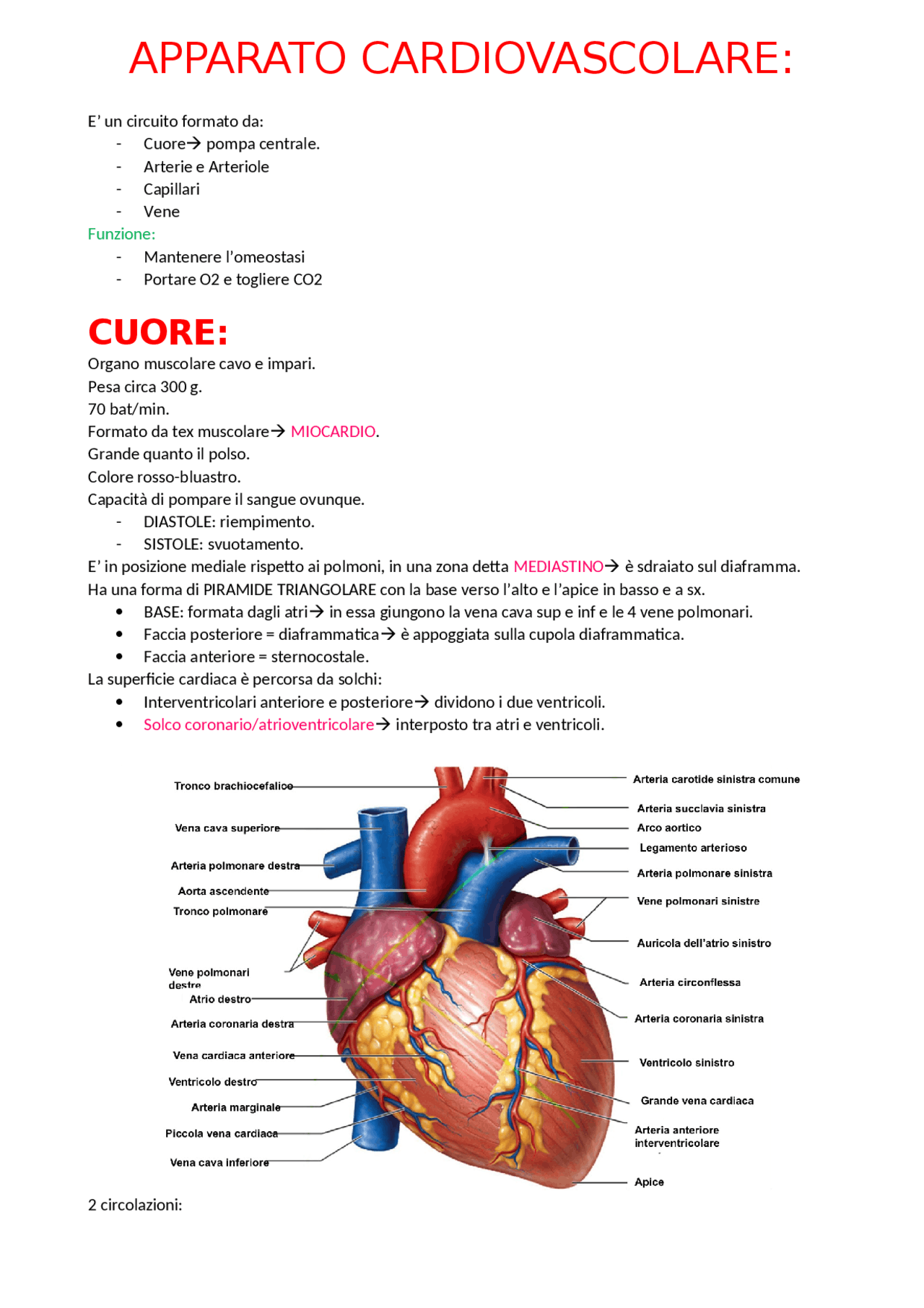 Apparato Cardiovascolare Docsity