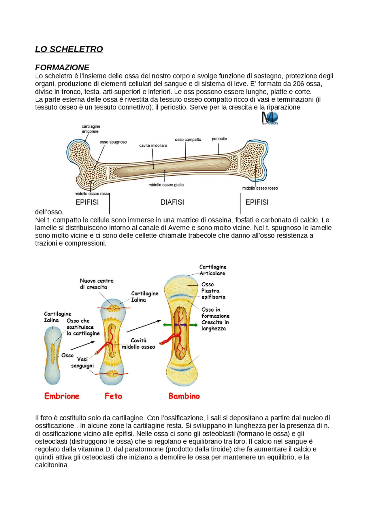 Le ossa e lo scheletro - Docsity