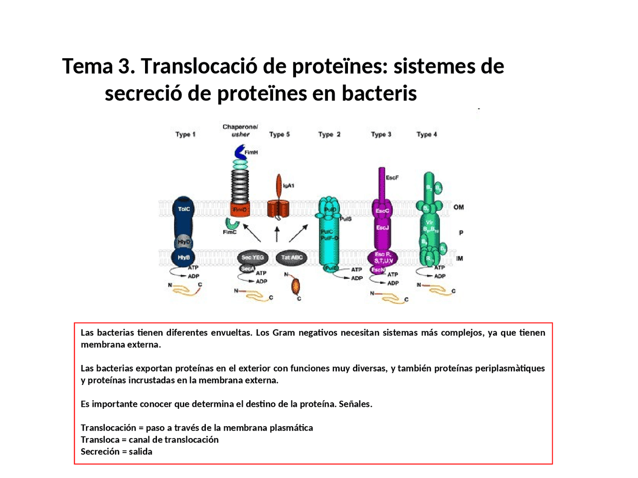 Microbiologia translocación - Docsity