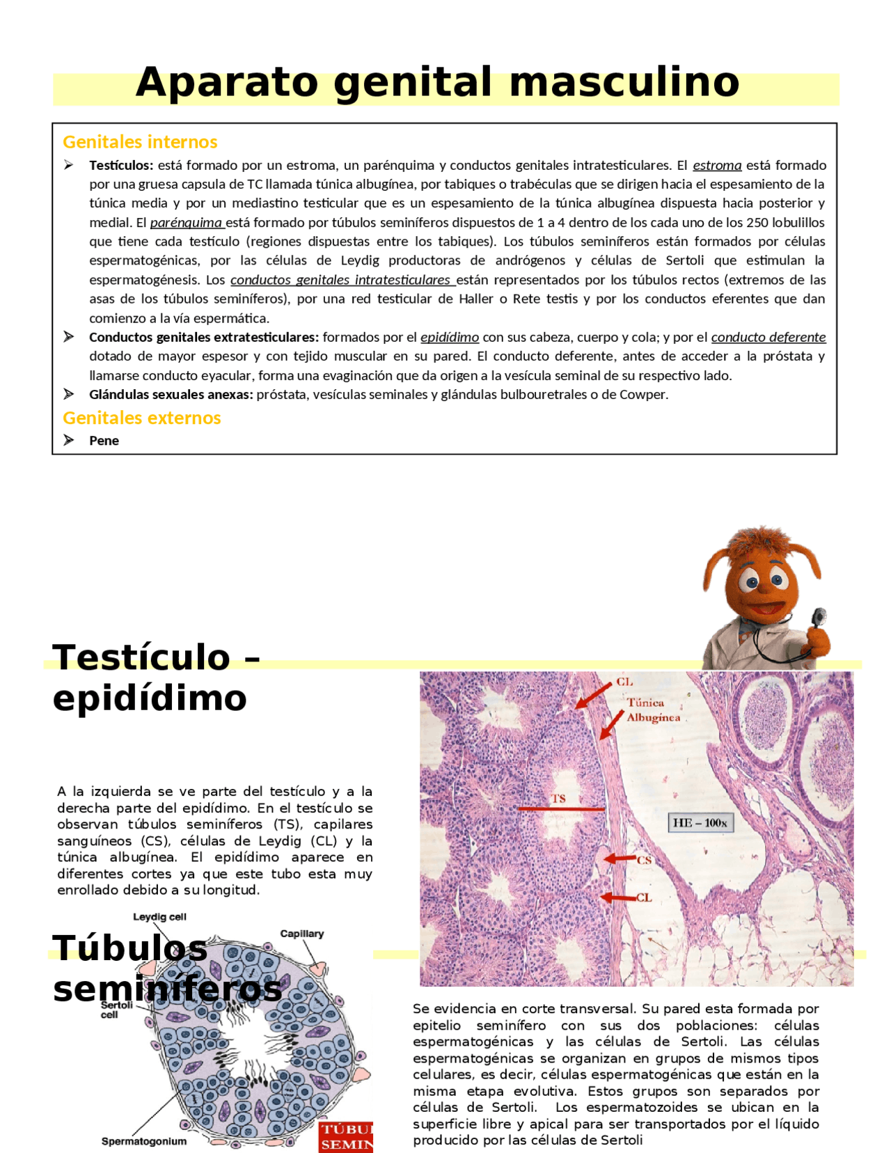 Histología De La Glándula De Cowper