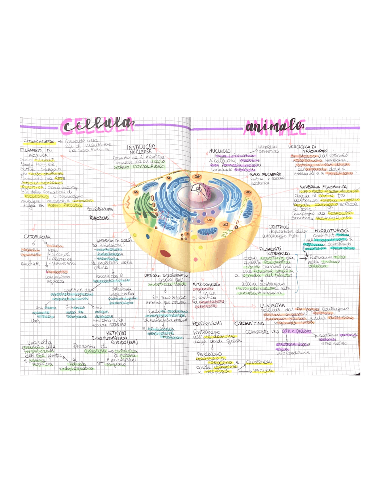 Diagramma Della Cellula Animale Citoscheletro Cenni Di Citologia: La