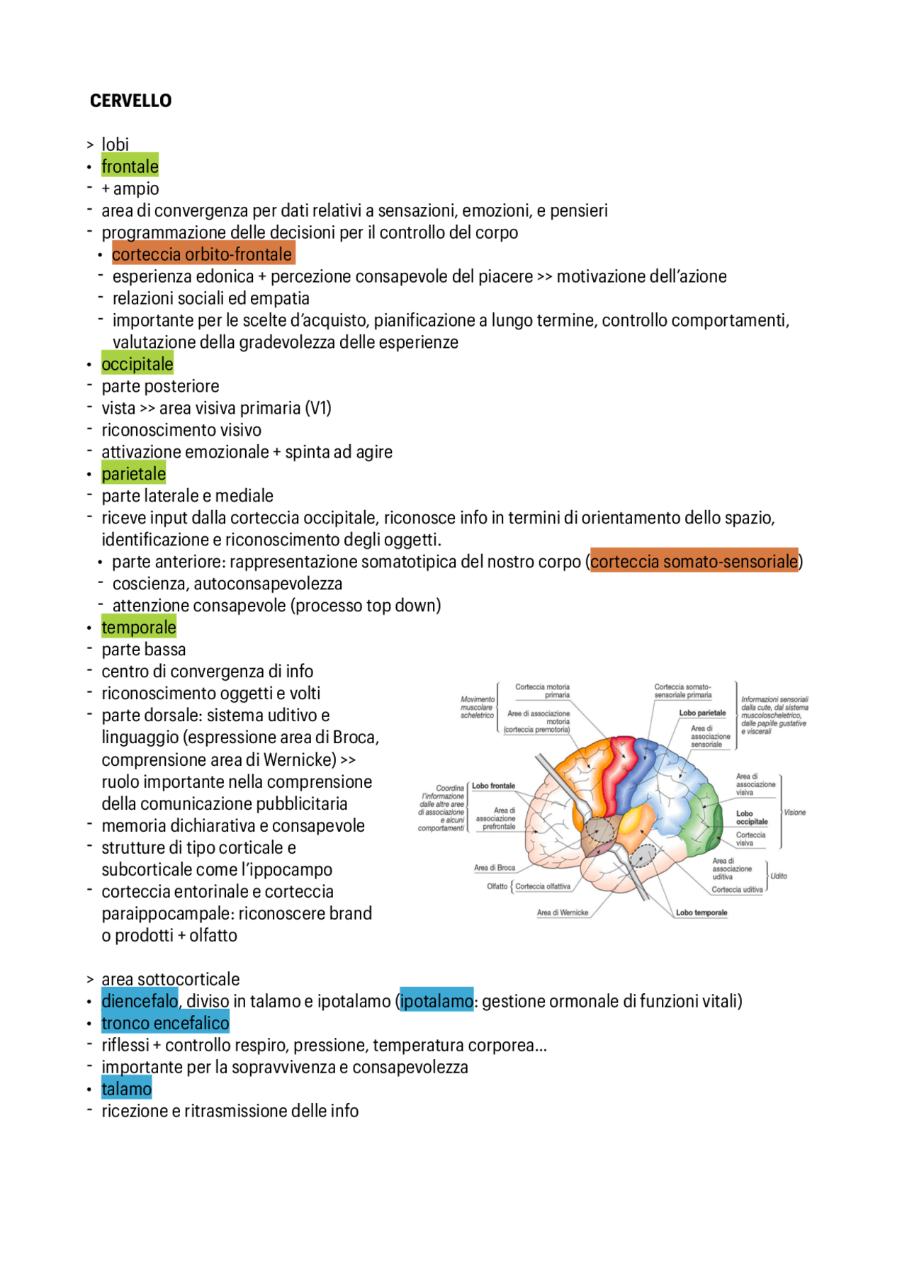 Schema Del Cervello Vista Frontale Diagrammi Anatomici Del Cervello