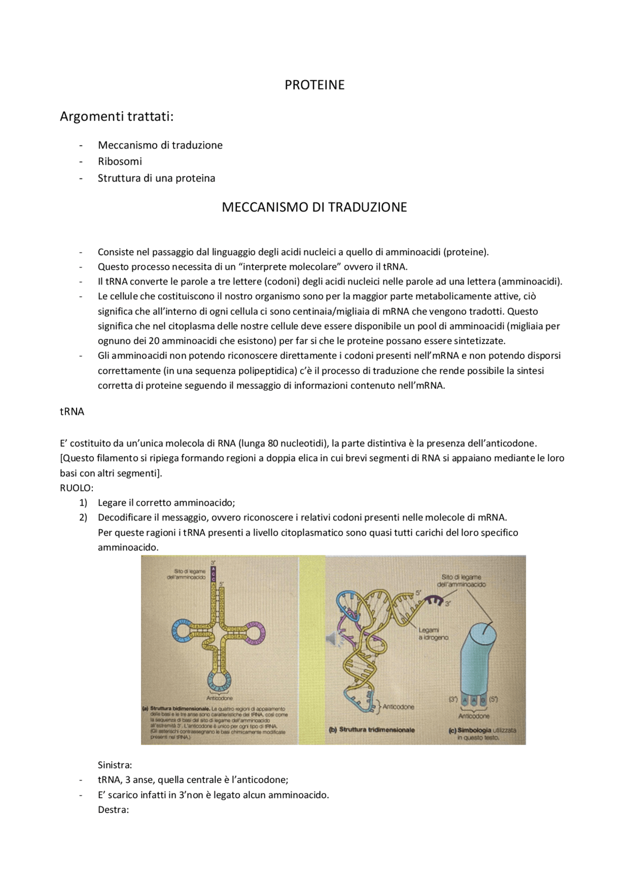 Proteine E Meccanismo Di Traduzione Docsity