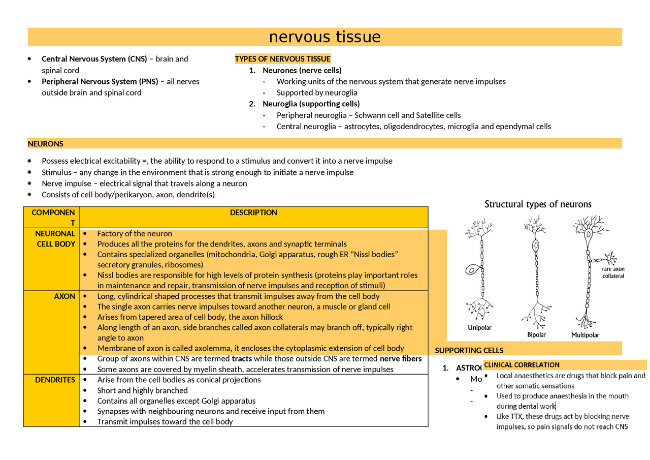 Nervous Tissue of the Body - Docsity