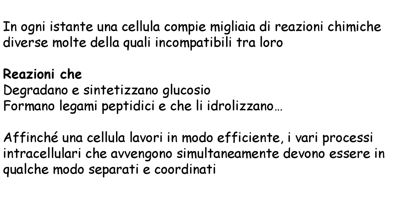 Slides Sintesi Proteica Docsity