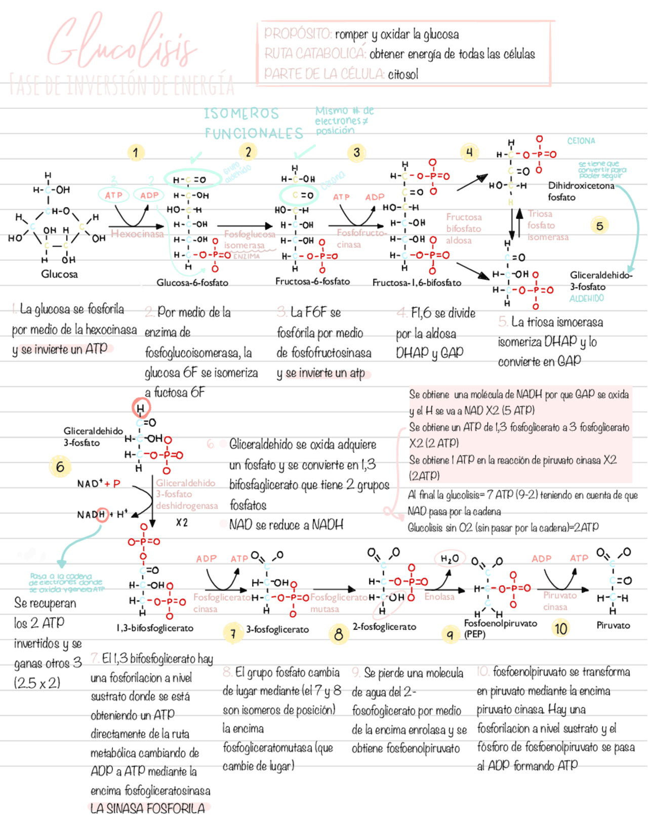 Proceso De Glucolisis Docsity
