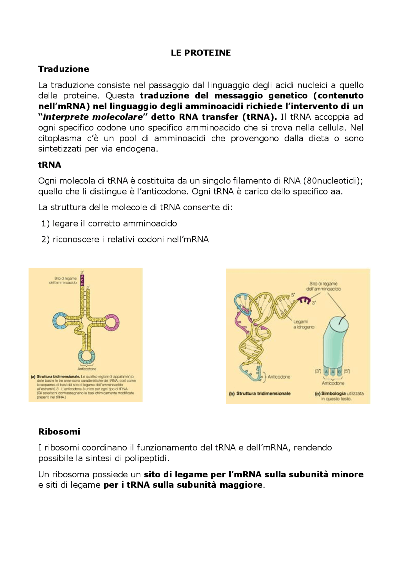 Sintesi Delle Proteine Docsity