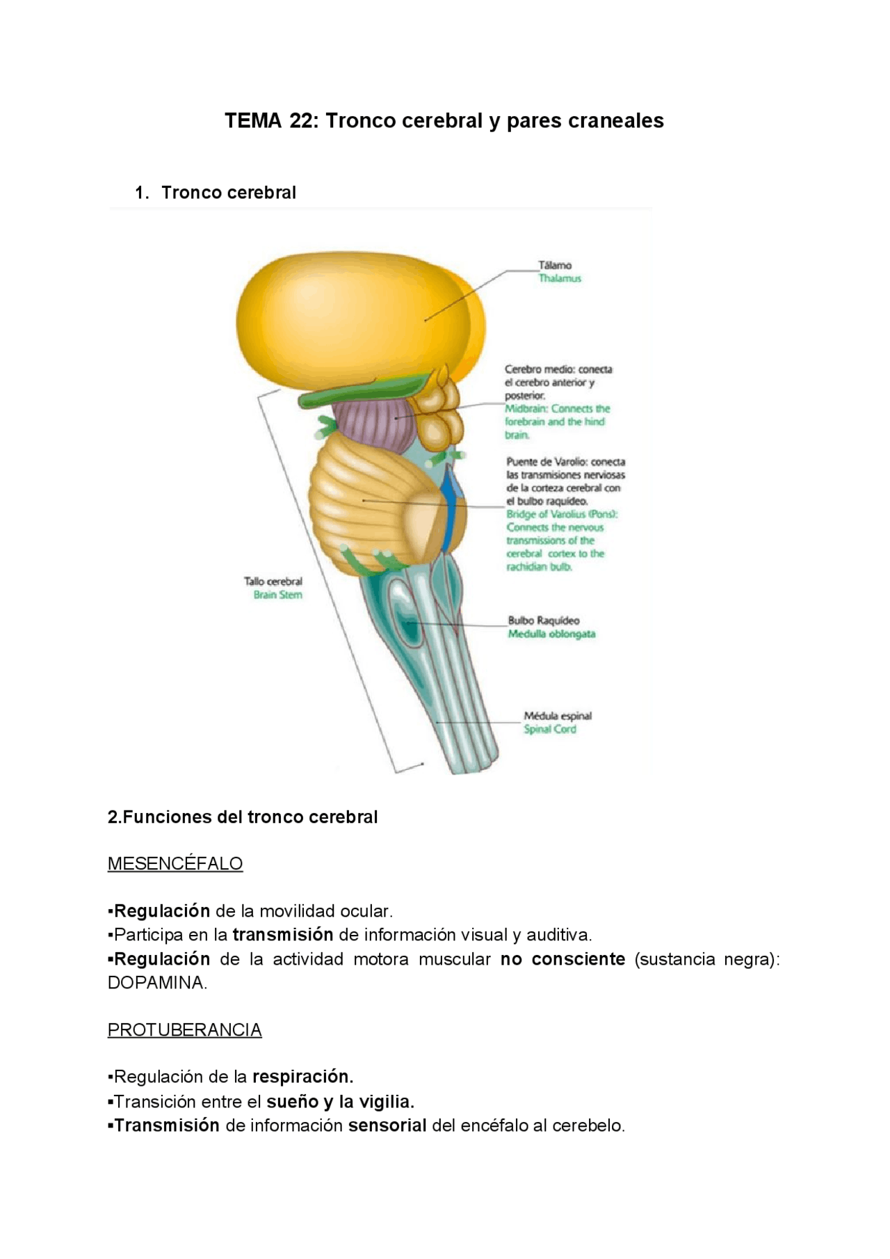 Diagrama Del Tronco Encefálico Para Los Nervios Craneales