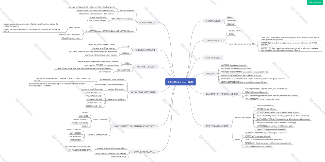 Sistema scheletrico con cintura pelvica,cintura scapolare, arti ...